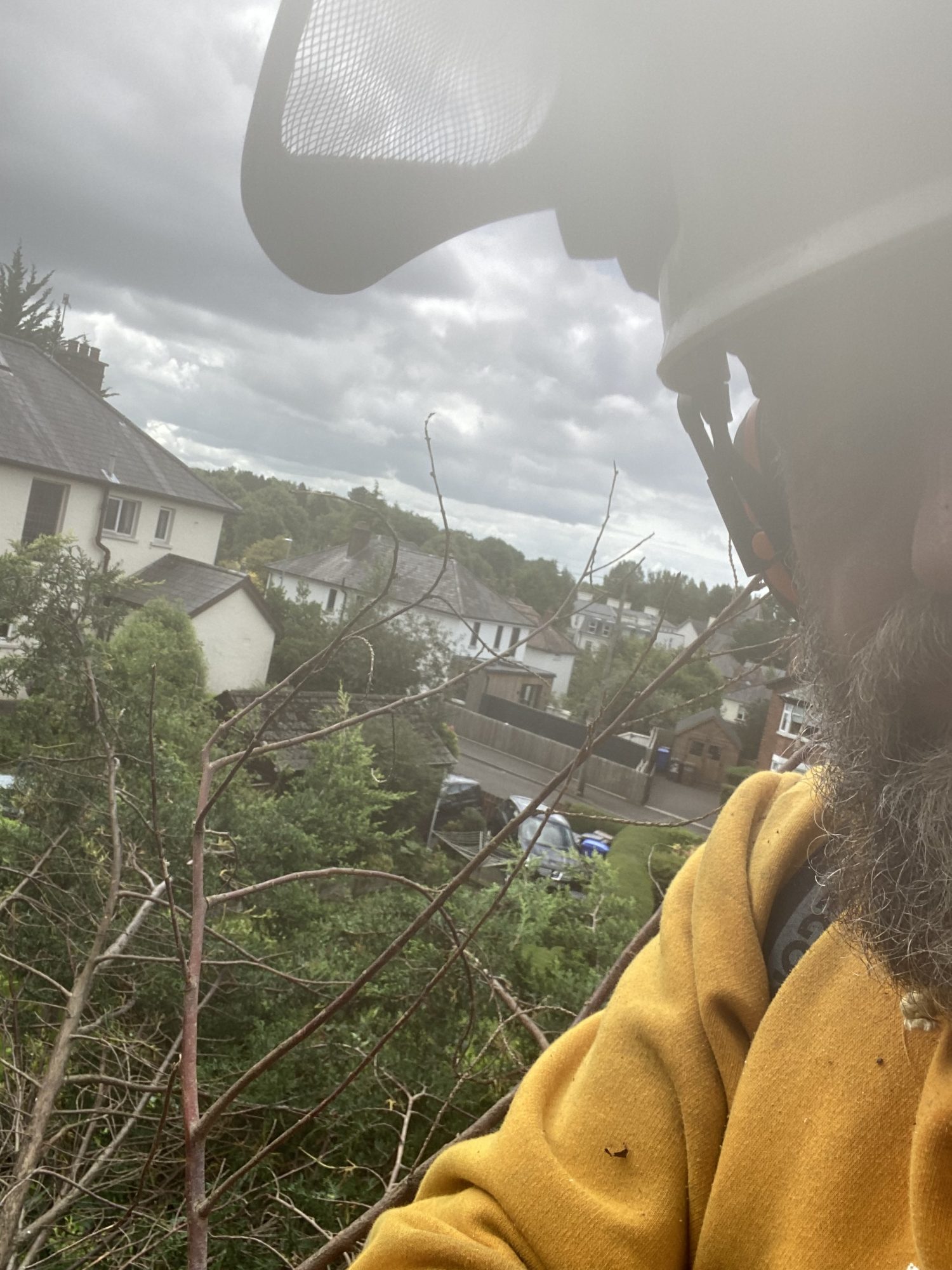 Tree Care Services In Bangor | Hedge Trimming In Bangor | Larkin Tree Care