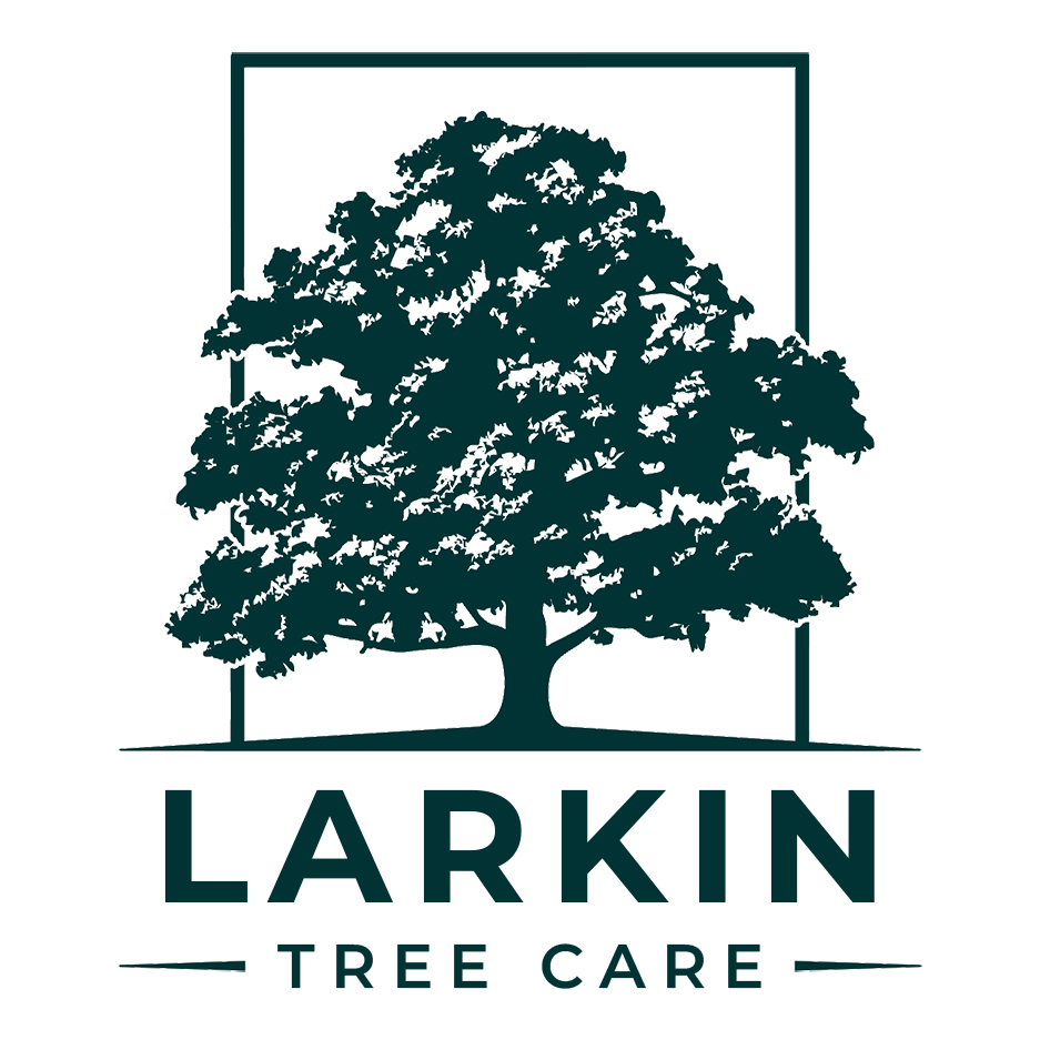 Tree Care Services In Bangor | Hedge Trimming In Bangor | Larkin Tree Care